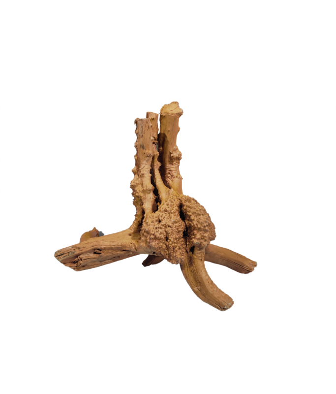 Karis Natural Mangrove Tree Root – Pet Paradise